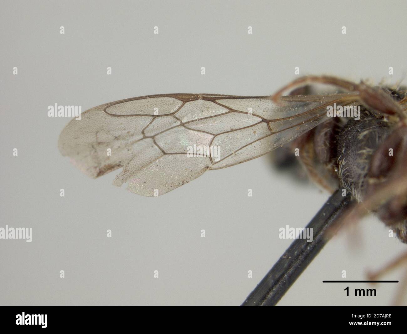 Pinned, Mount Jefferson, Linn, Oregon, United States, Hoplitis producta ...