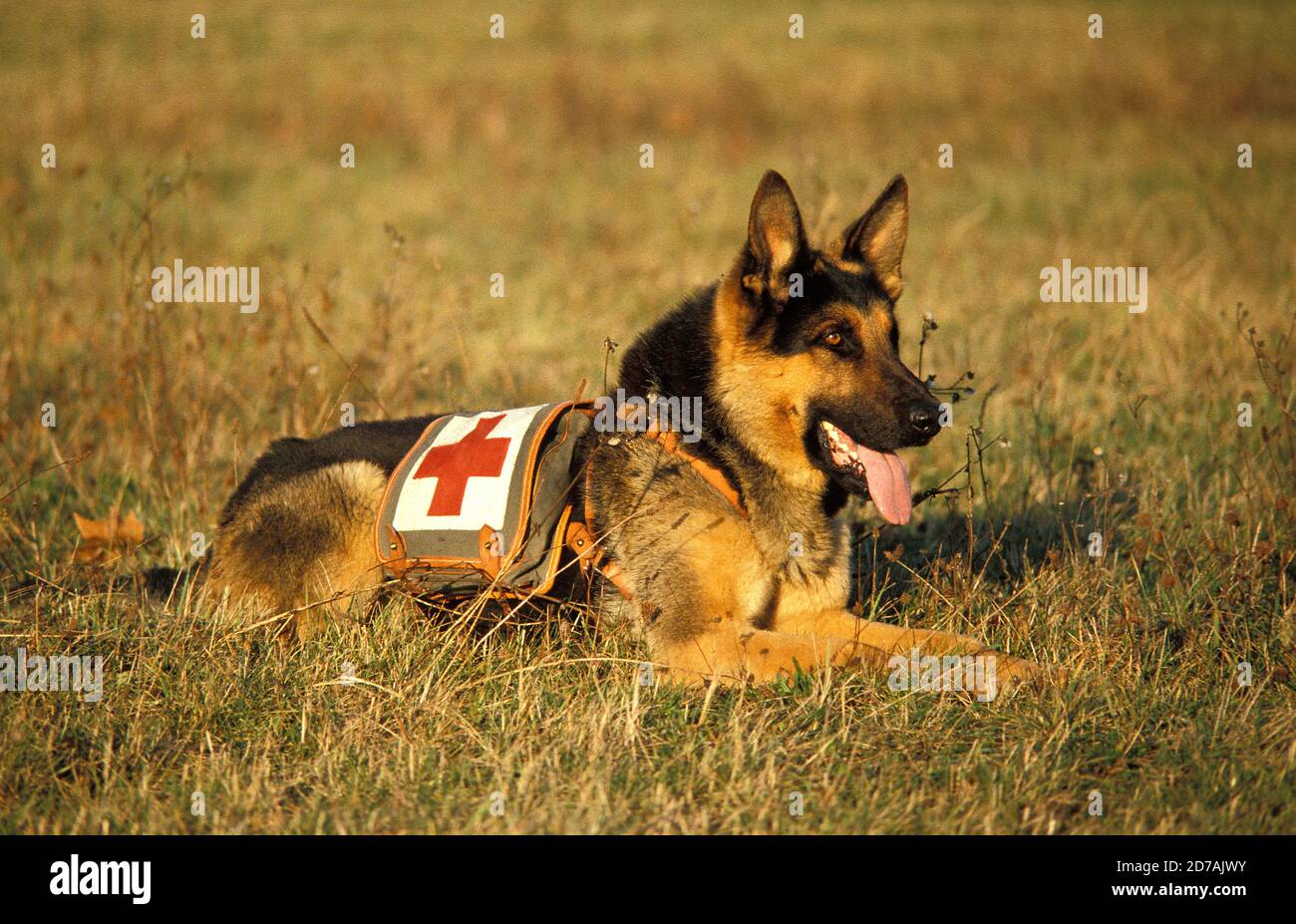 First aid dog war hi-res stock photography and images - Alamy