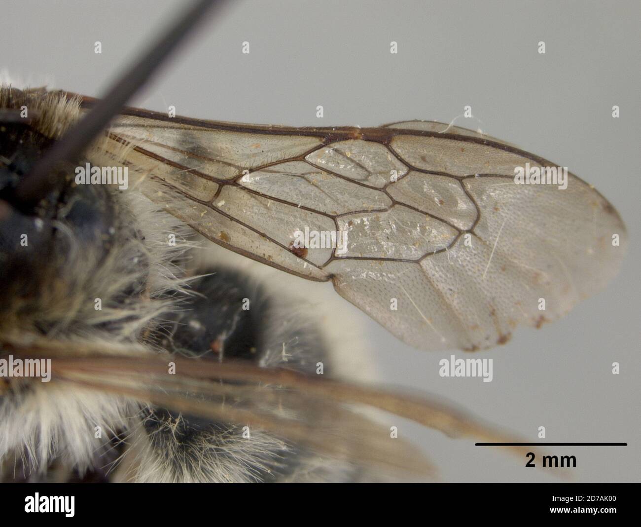 Megachile analis chionura cockerell hi-res stock photography and images ...