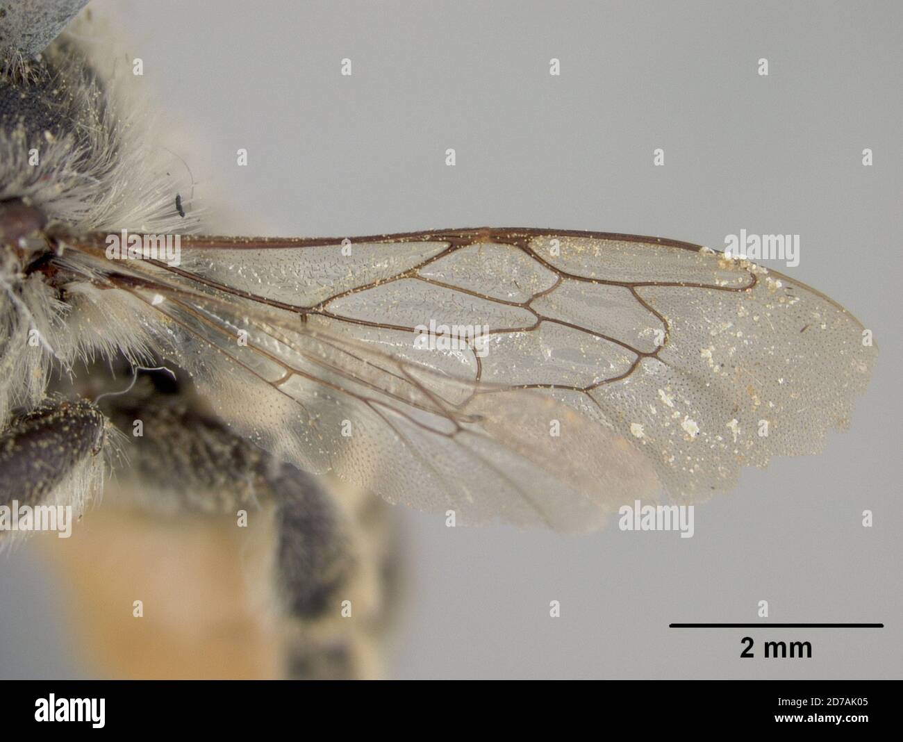 Pinned, Boulder, Colorado, United States, Megachile chrysothamni ...