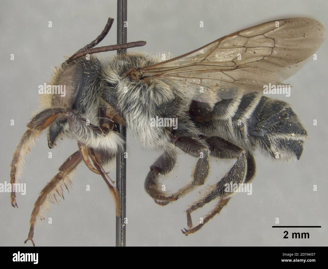 Marston, Richmond, North Carolina, United States, Megachile ...