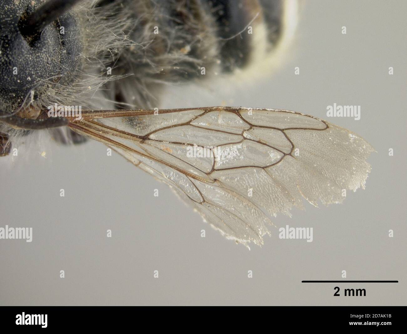 Pinned, Rupshu lakak, Kashmir, 1600 ft, Jammu and Kashmir, India ...