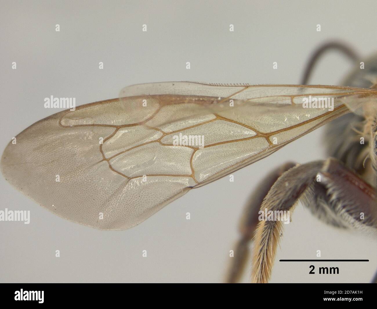 Pinned, Ivon, Beni, Bolivia, El Beni, Bolivia, Megachile ivonensis ...