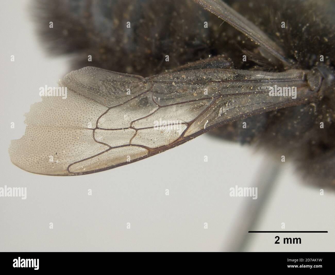 Megachile holomelaena cockerell hi-res stock photography and images - Alamy