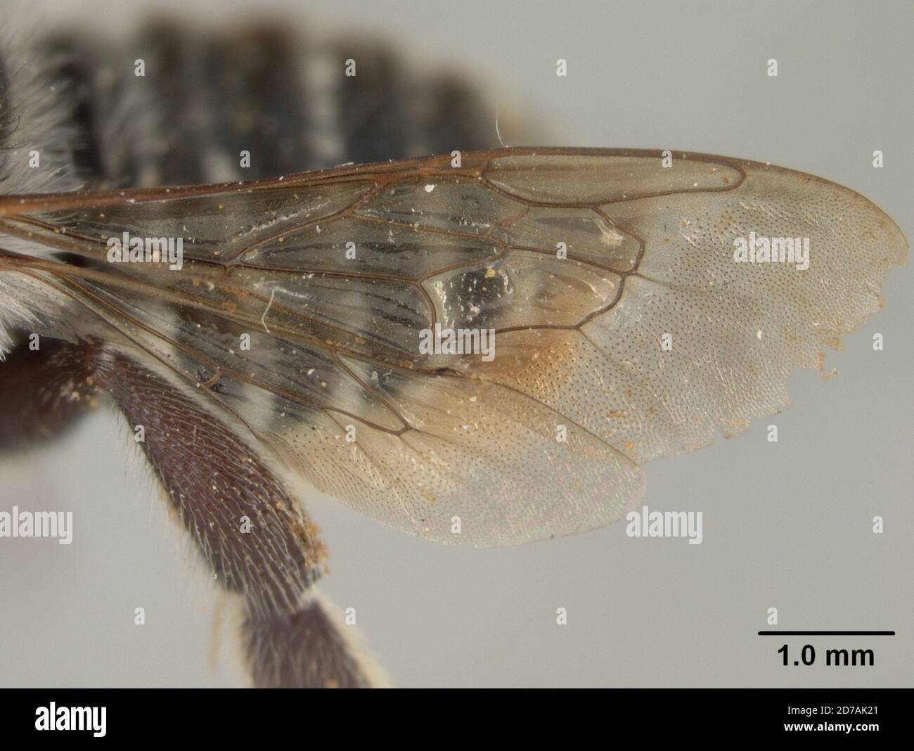 Pinned, Mesilla Park, Dona Ana, New Mexico, United States, Megachile ...