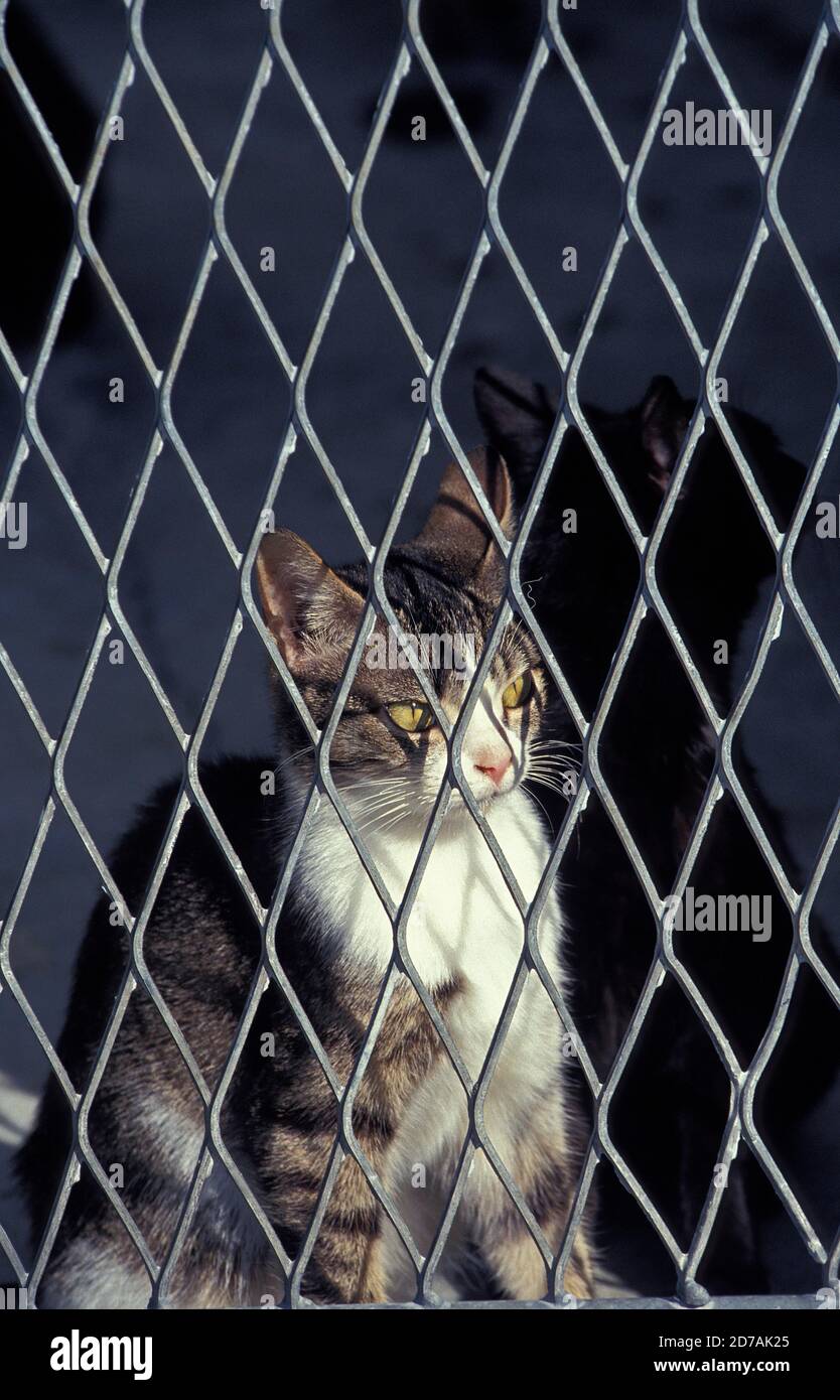 EUROPEAN DOMESTIC CAT BEHIND FENCE Stock Photo - Alamy