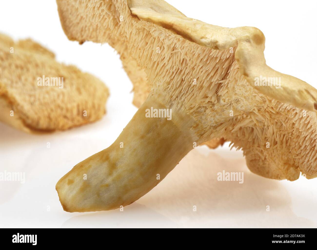 WOOD HEDGEHOG MUSHROOM hydnum repandum AGAINST WHITE BACKGROUND Stock ...