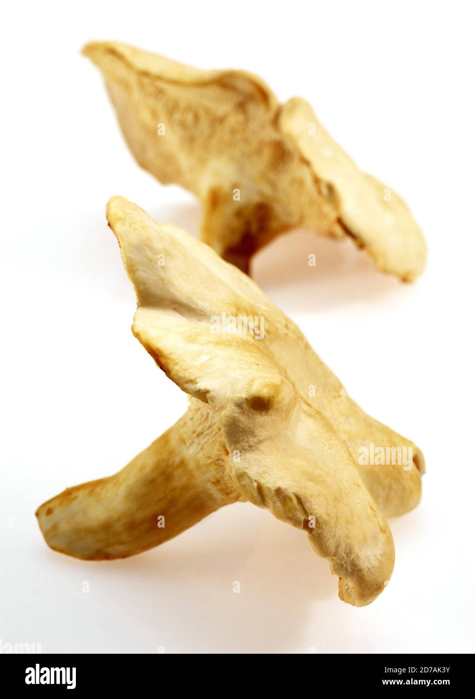 WOOD HEDGEHOG MUSHROOM hydnum repandum AGAINST WHITE BACKGROUND Stock ...