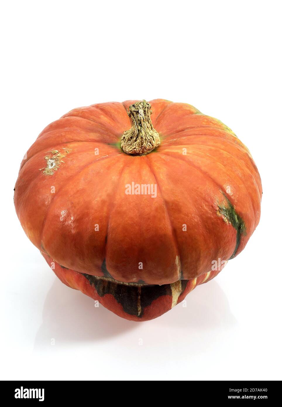 PUMPKIN CALLED GIRAUMON TURBAN TURC Cucurbita Maxima AGAINST WHITE PUMPKIN CALLED GIRAUMON TURBAN TURC Cucurbita Maxima AGAINST WHITE