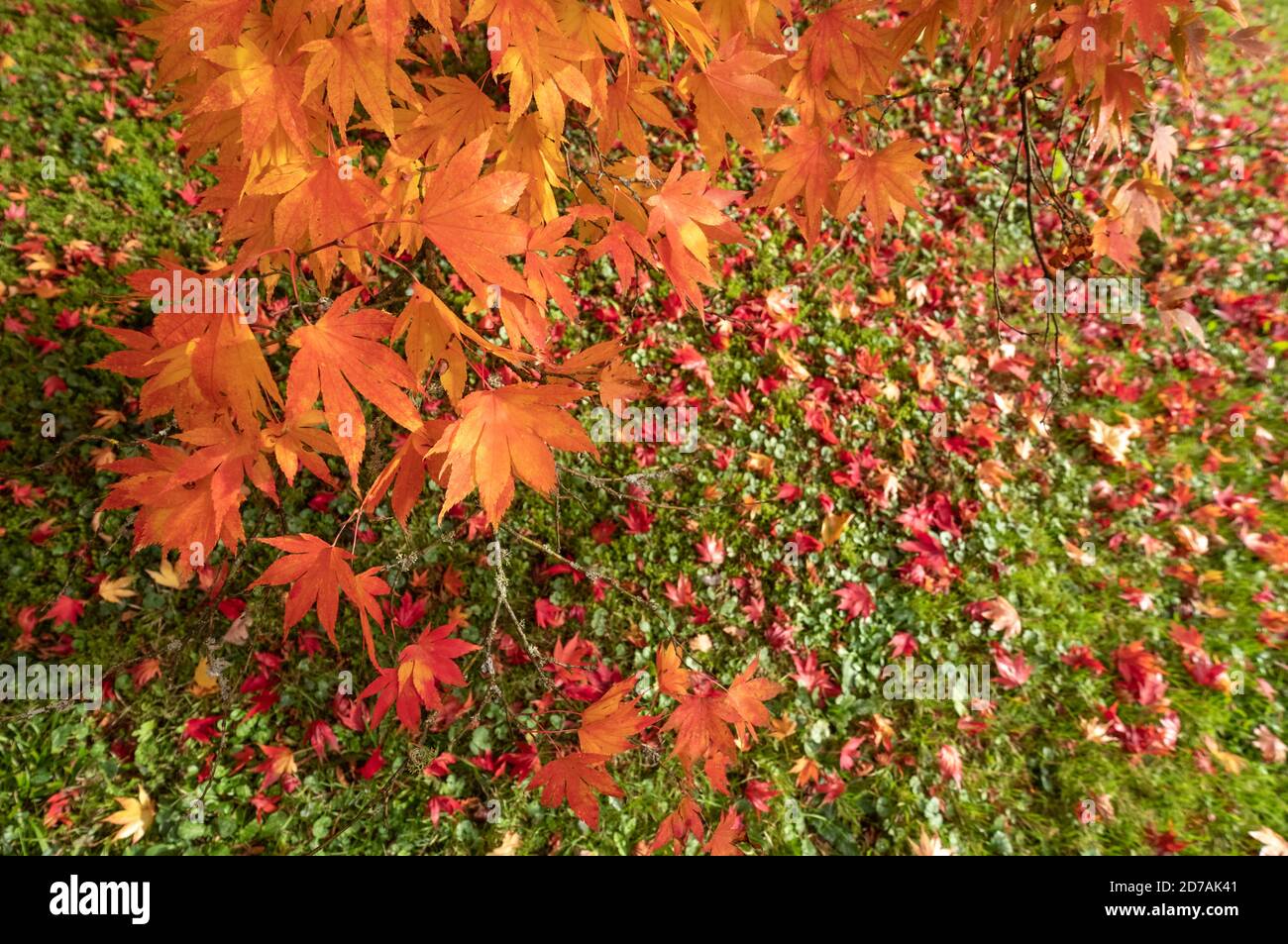 Changing autumn colours westonbirt arboretum hi-res stock photography ...
