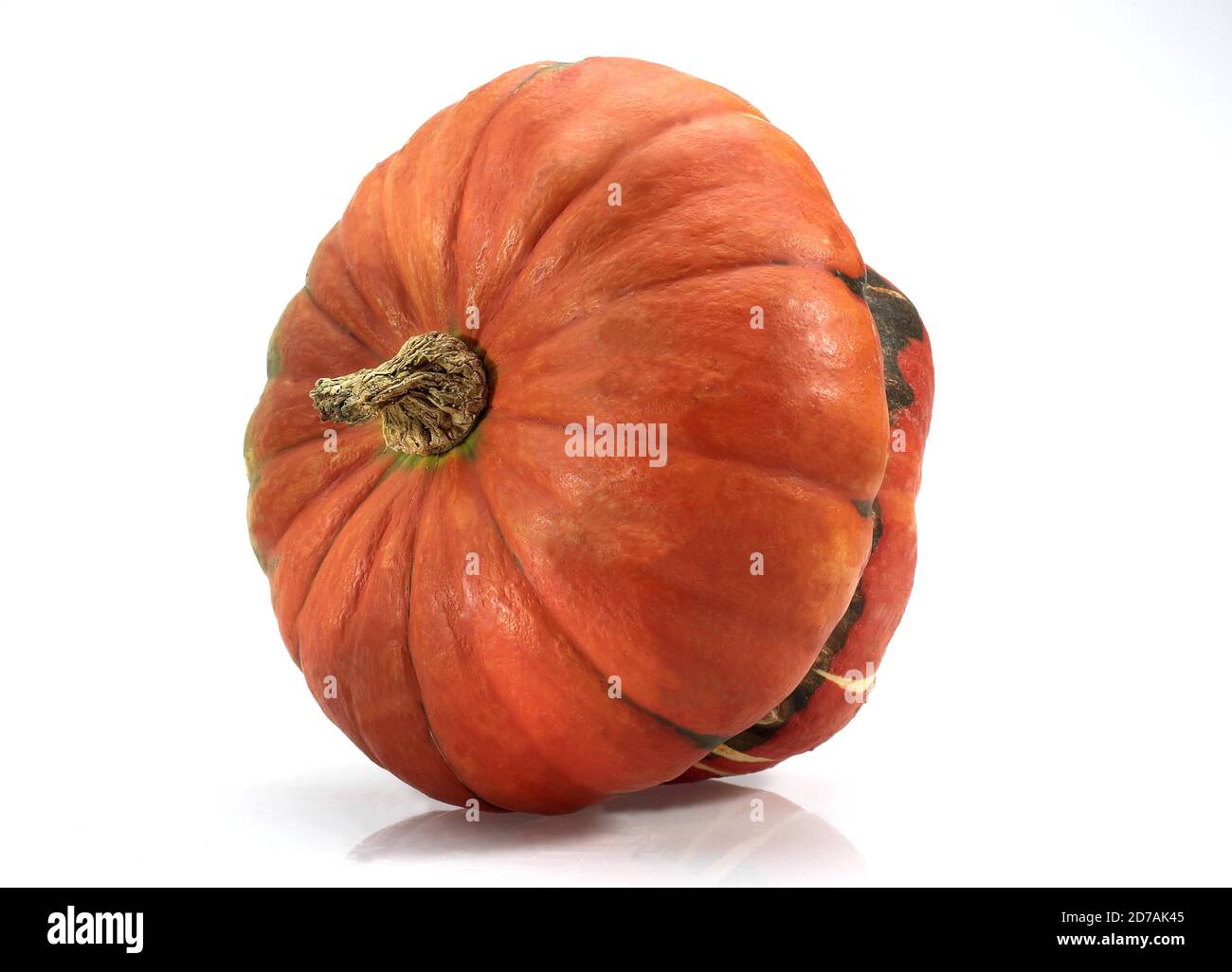 PUMPKIN CALLED GIRAUMON TURBAN TURC cucurbita maxima AGAINST WHITE ...