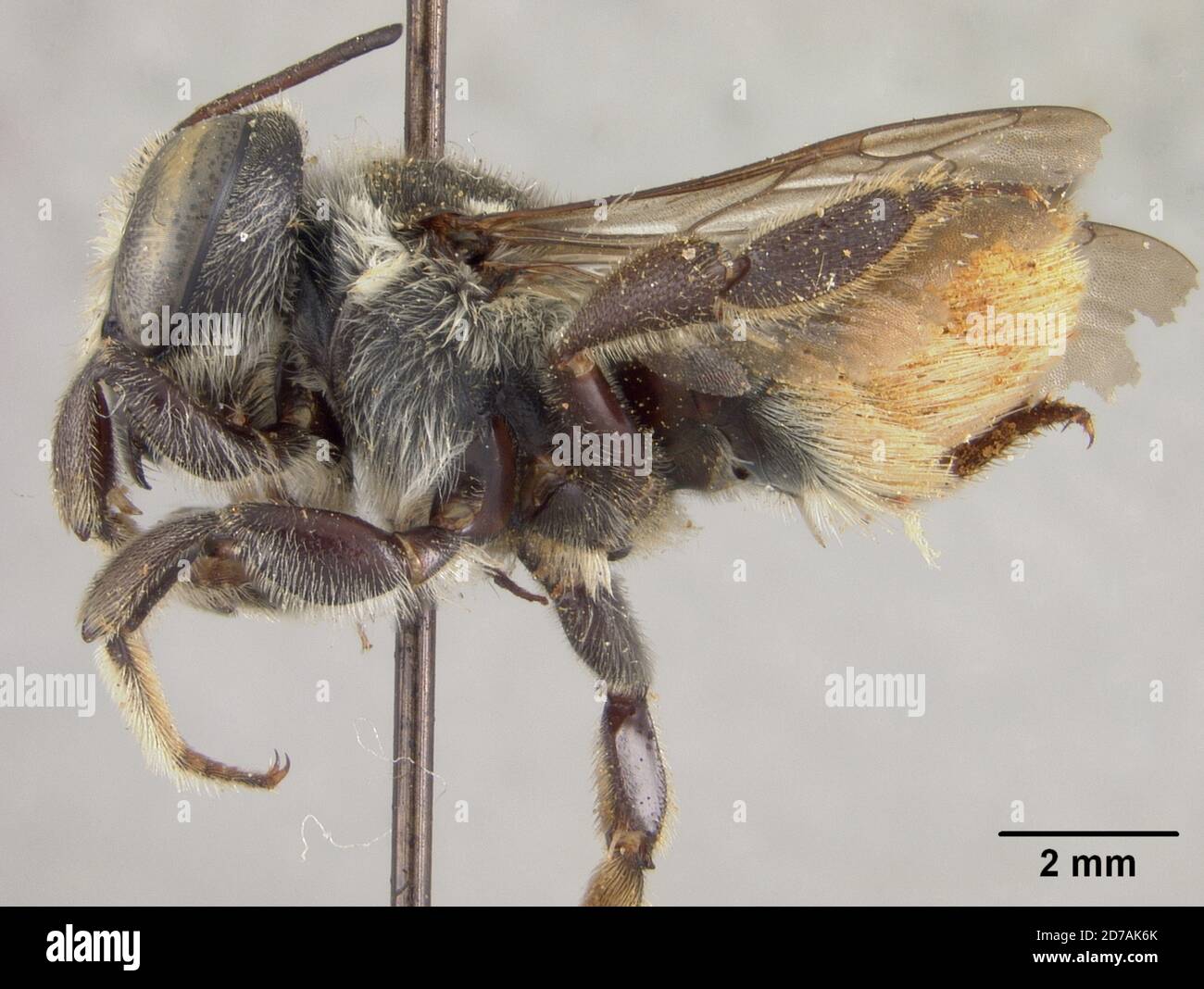 Megachile newelli cockerell hi-res stock photography and images - Alamy