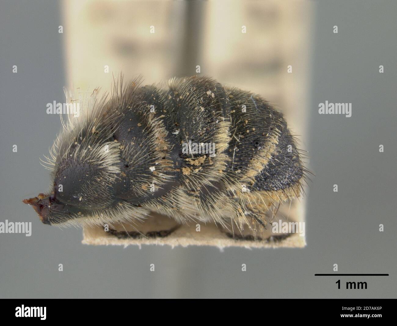 Megachile nigromixta cockerell hi-res stock photography and images - Alamy