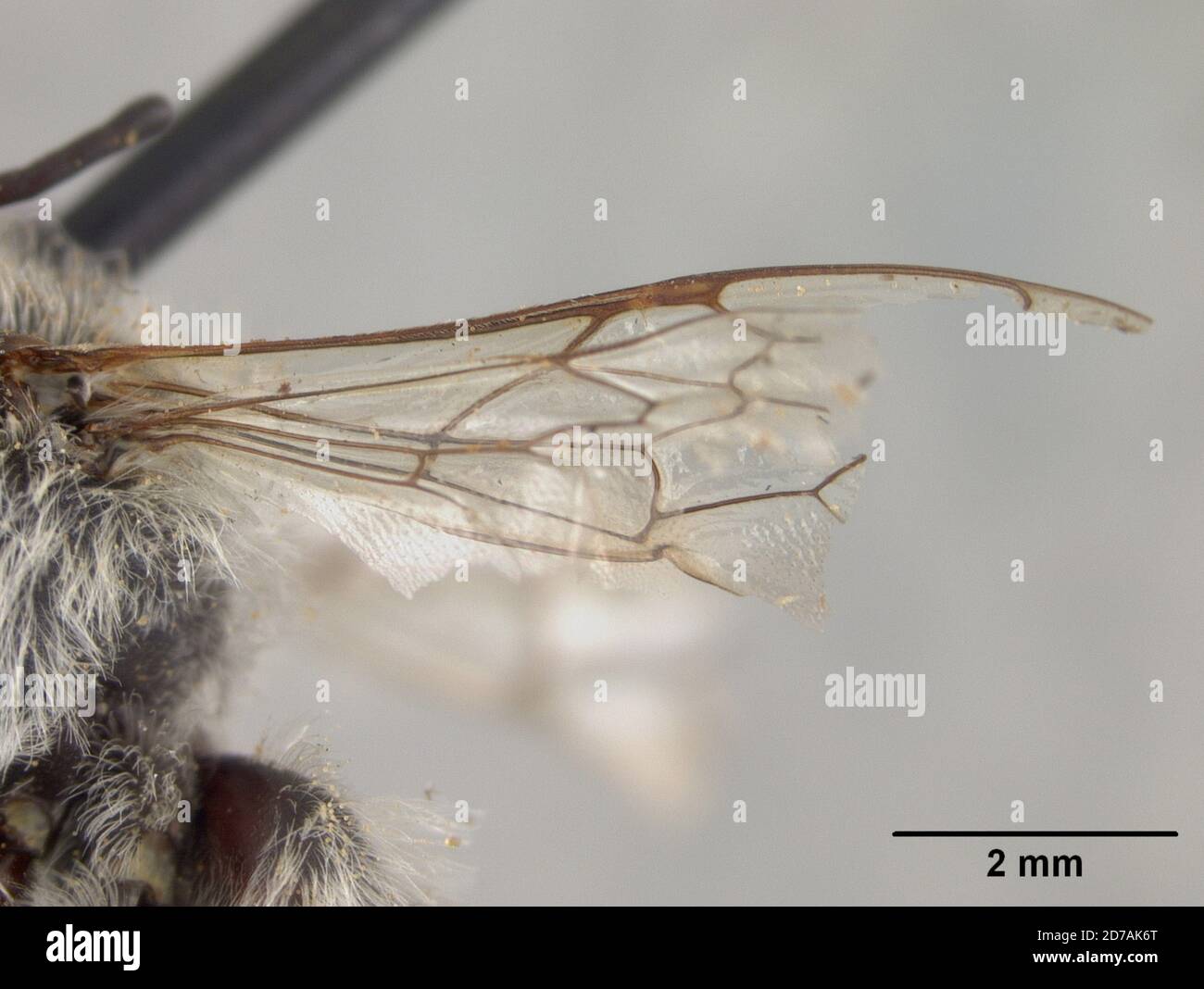 Pinned, Boulder, Colorado, United States, Megachile mucorosa Cockerell ...