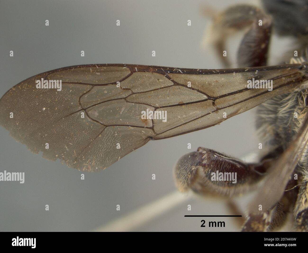 Megachile megagyna cockerell hi-res stock photography and images - Alamy