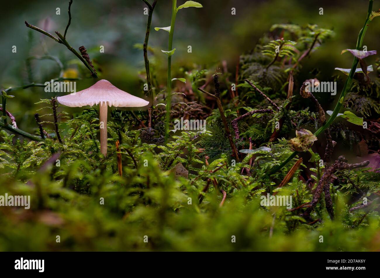 Mycena rosella, commonly known as the pink bonnet, is a species of ...