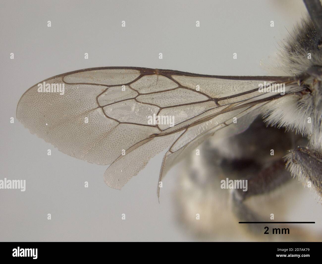 1934 animalia hi-res stock photography and images - Alamy