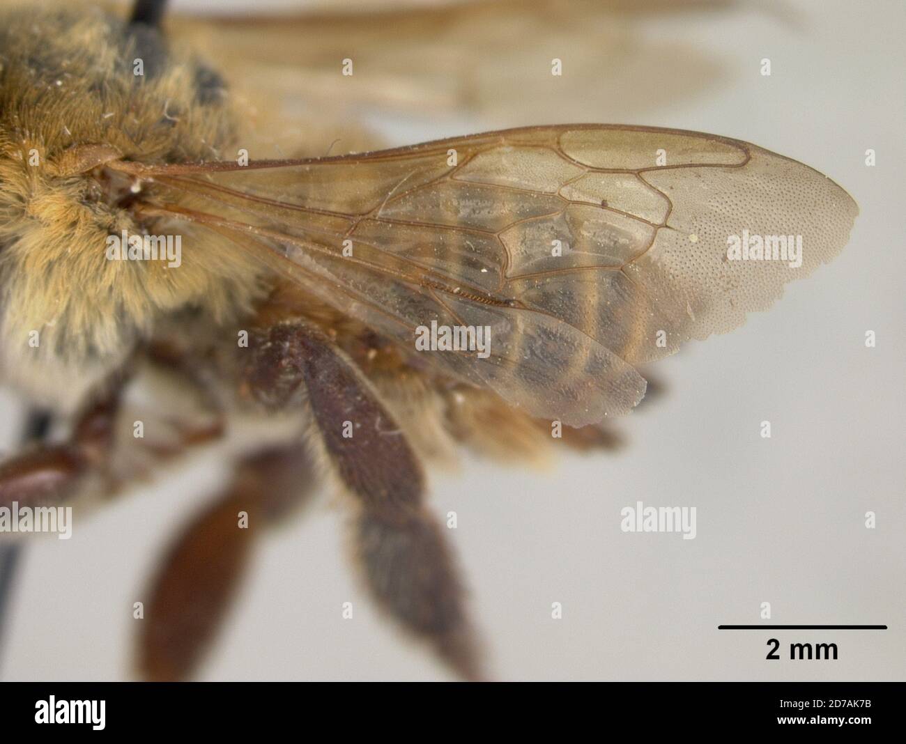 Pinned, No locality label, Megachile obliqua Mitchell, 1930, Animalia ...