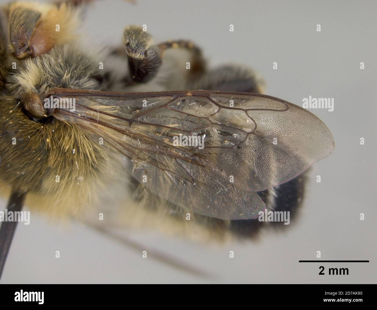 Megachile willughbiella provecta cockerell hi-res stock photography and ...