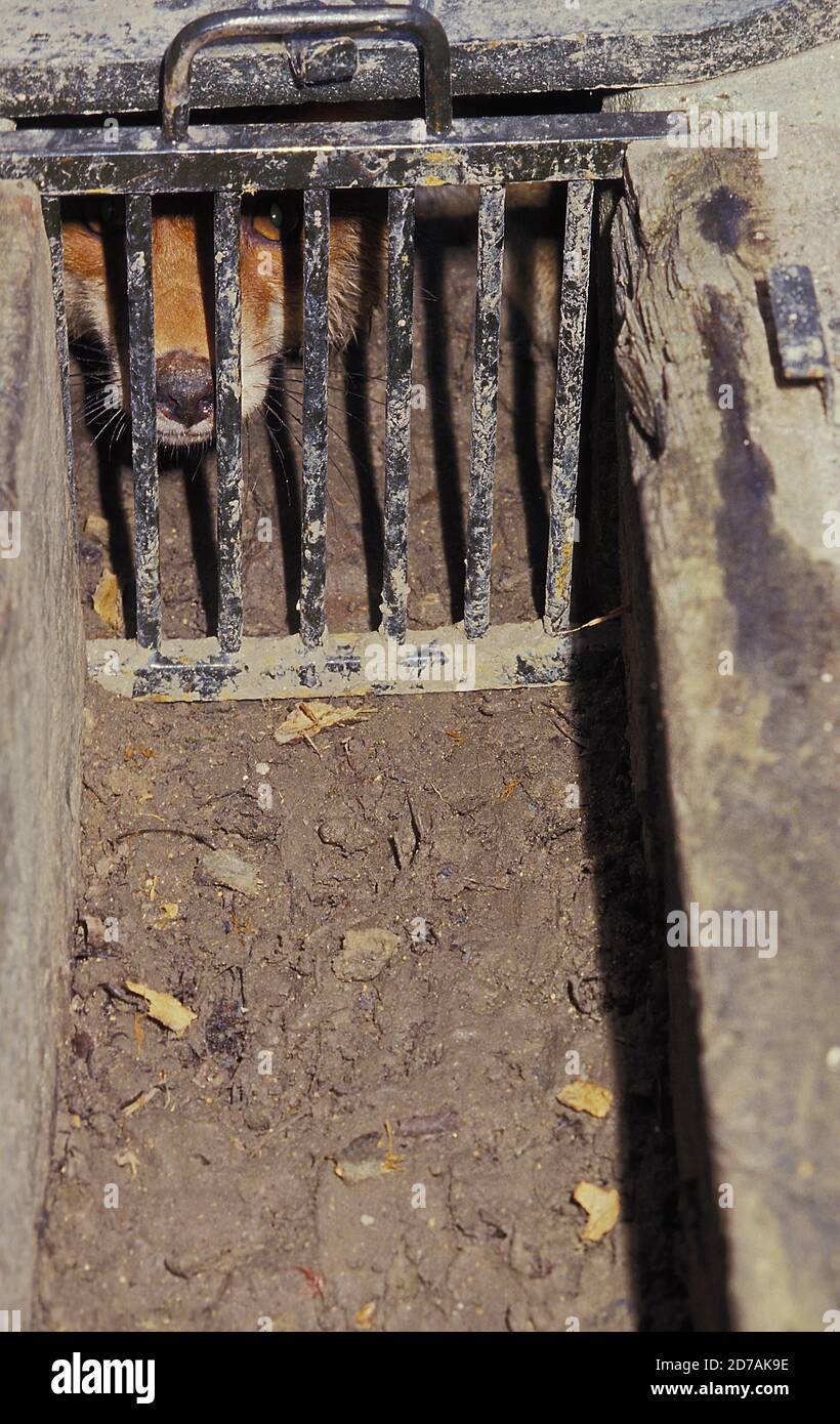 Red fox digging hi-res stock photography and images - Alamy