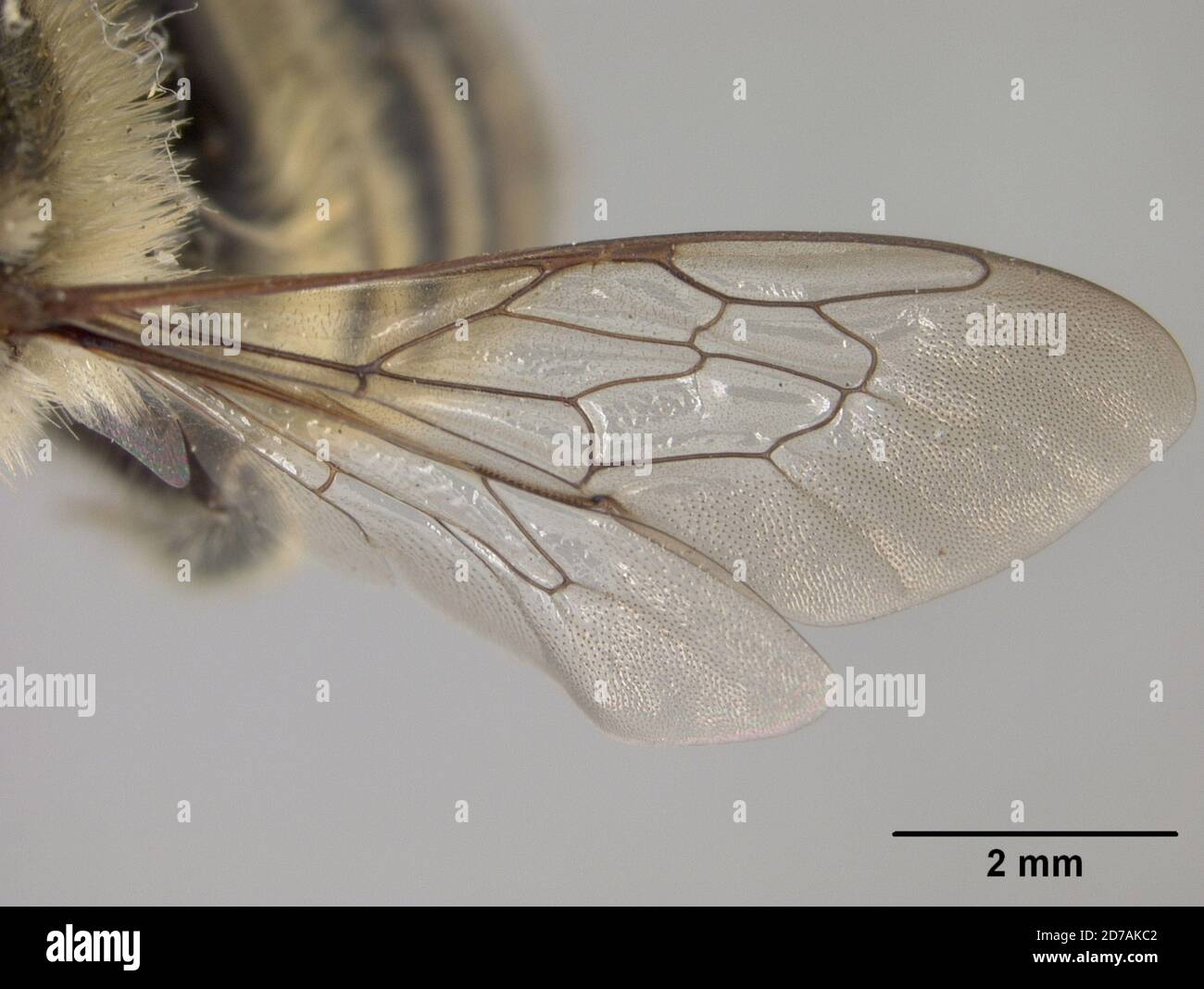 Parallela rita mitchell hi-res stock photography and images - Alamy