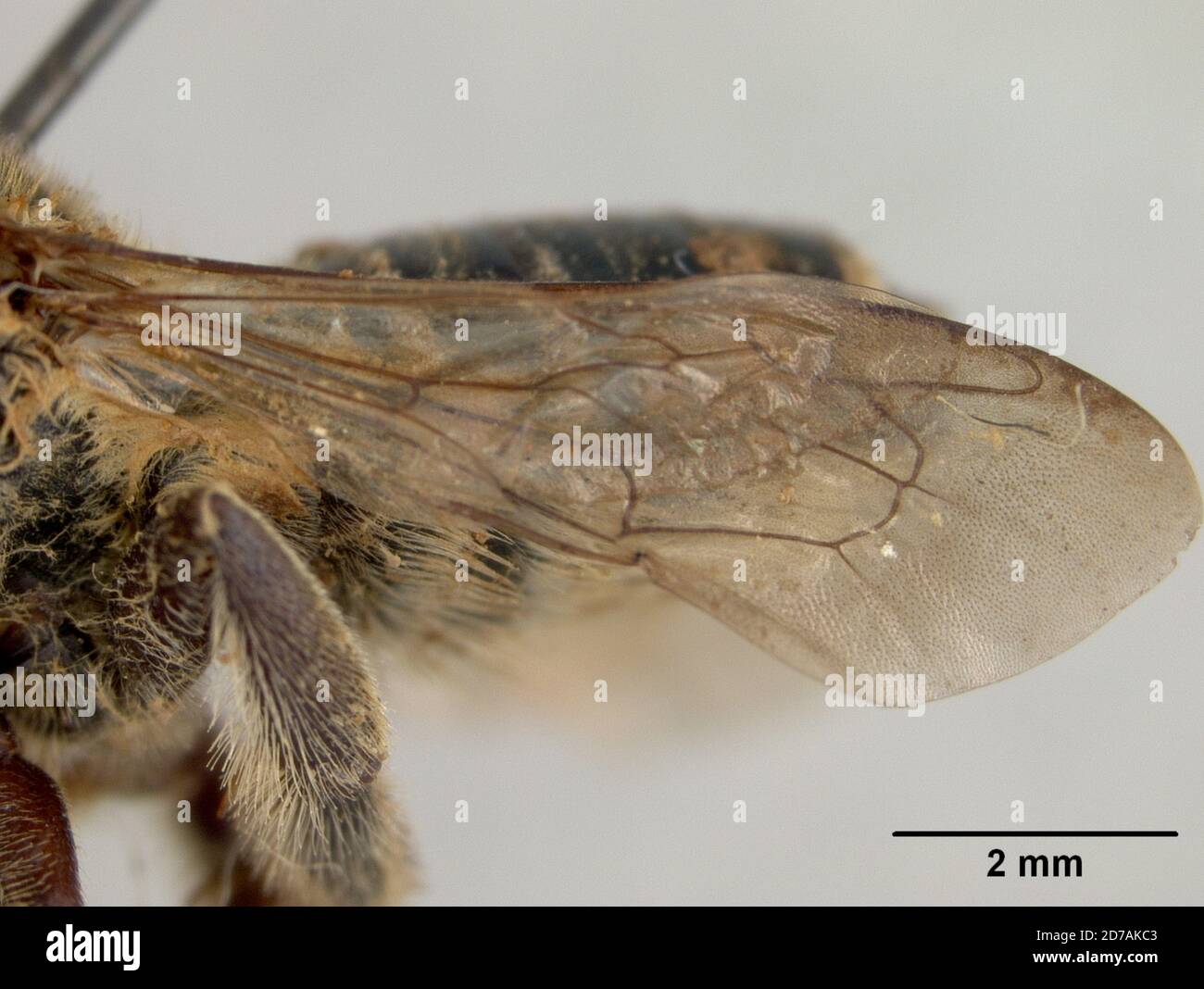 Pinned, Manila, P.I, Rizal, Philippines, Megachile robbi Ashmead, 1904 ...