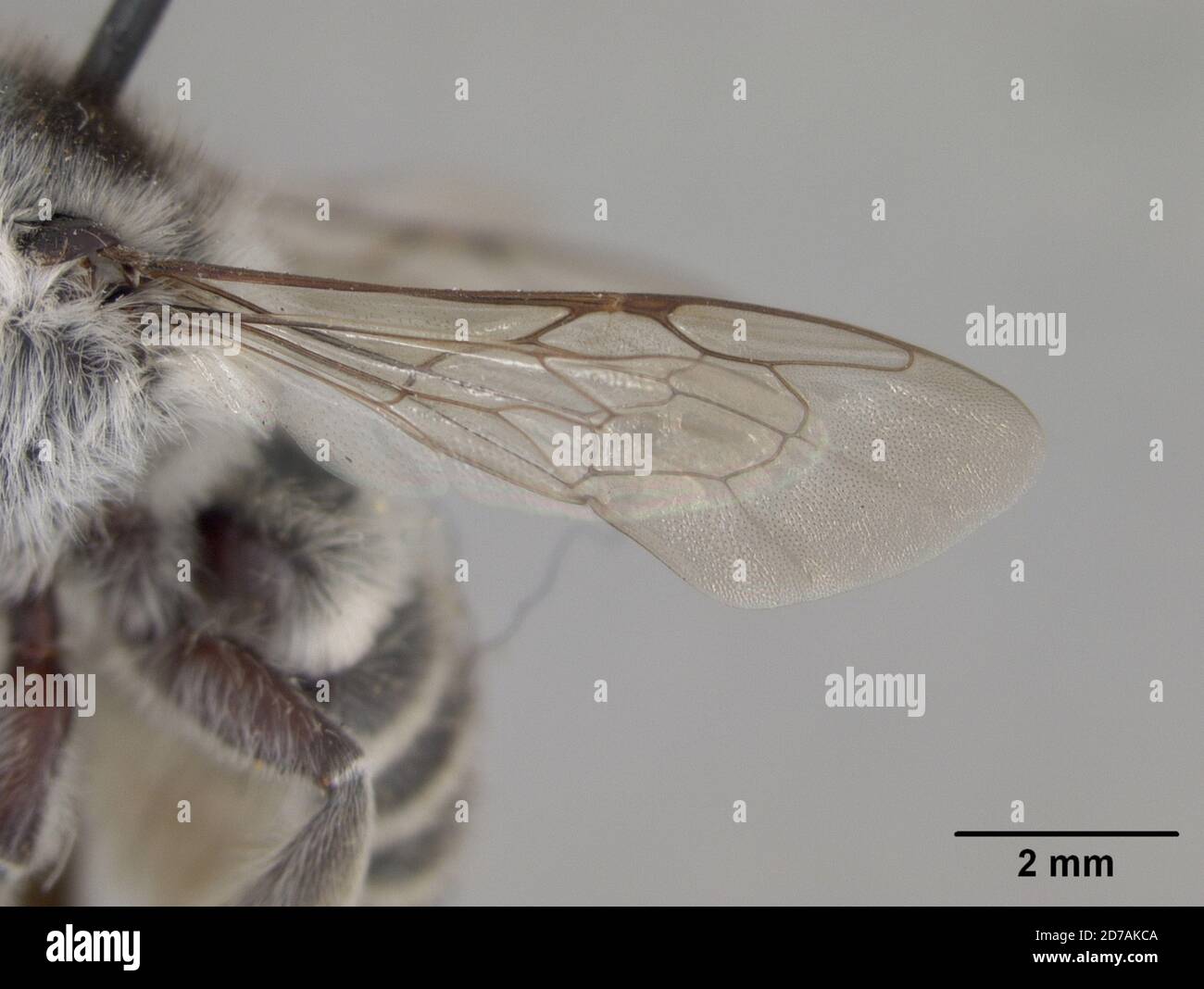 1934 animalia hi-res stock photography and images - Alamy