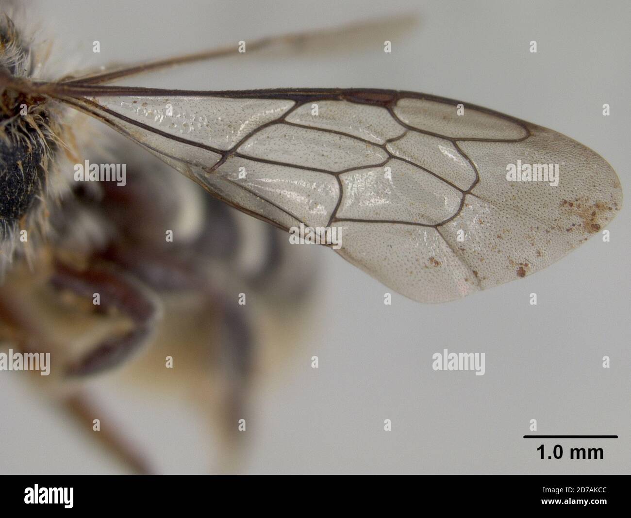 Texensis mitchell hi-res stock photography and images - Alamy