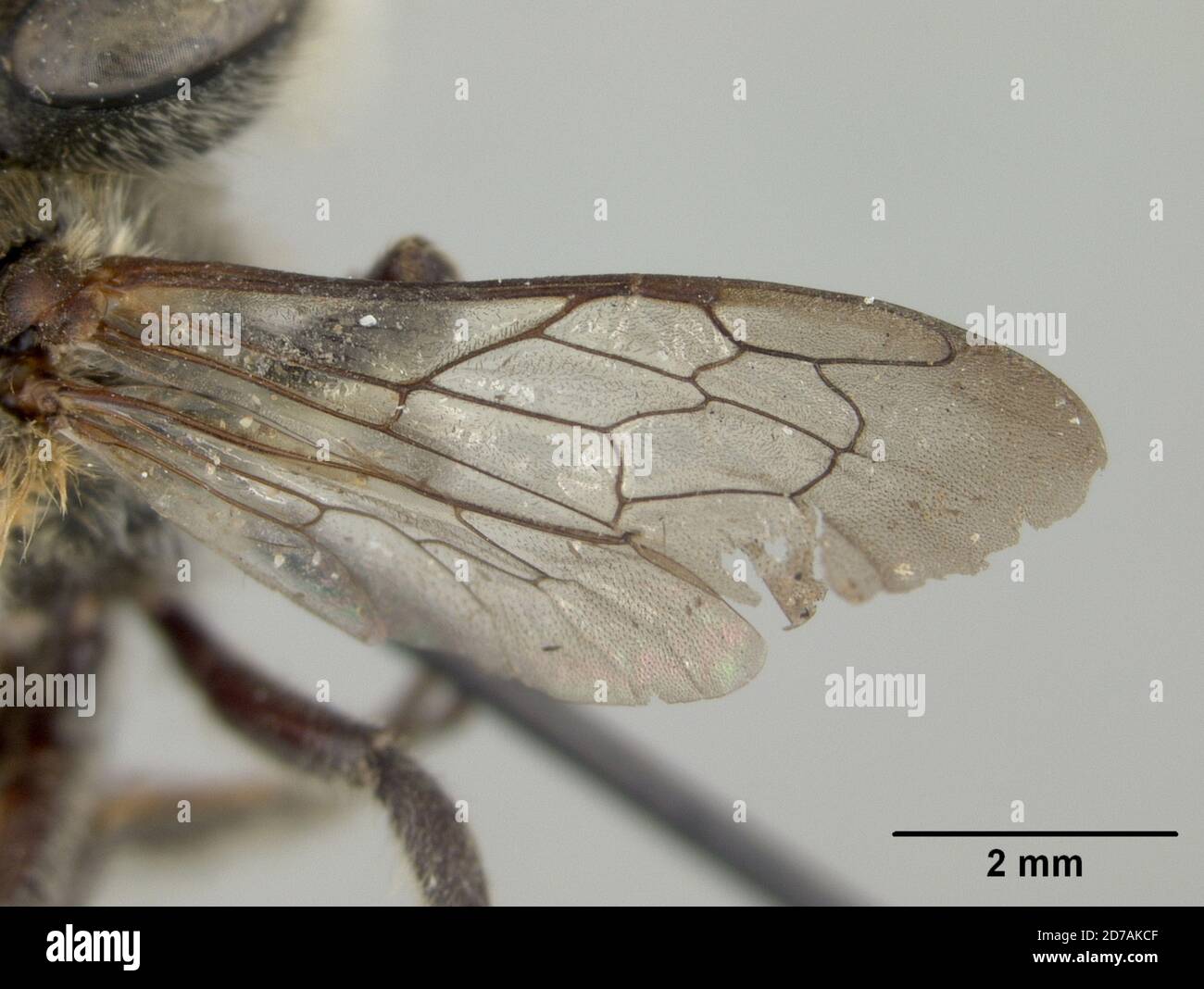 Pinned, Bolivia, Beni, Cavinas, El Beni, Bolivia, Megachile xantholeuca ...