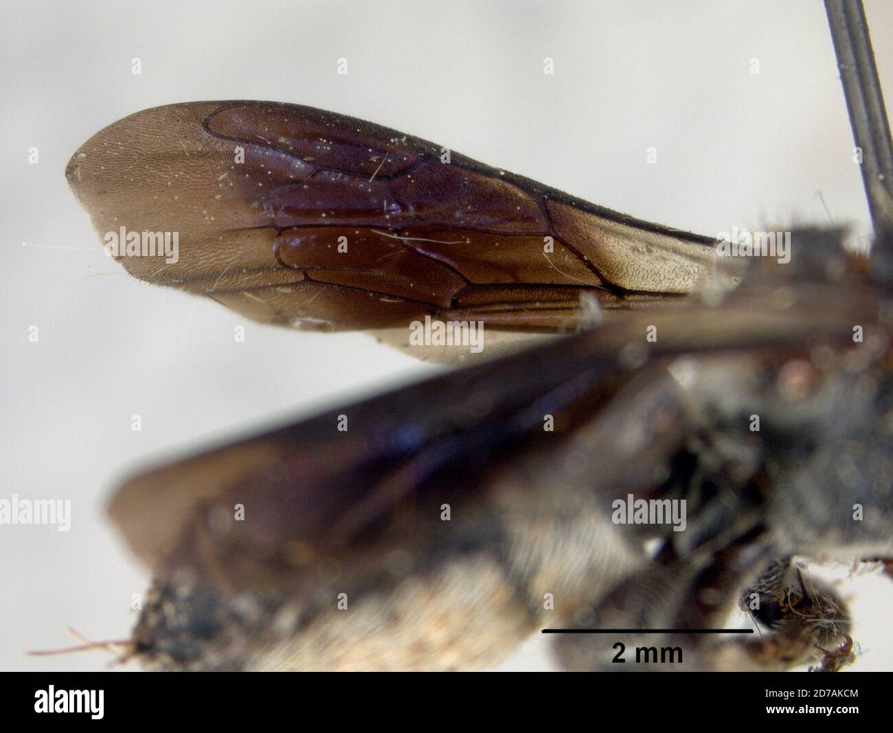 Megachile strupigera cockerell hi-res stock photography and images - Alamy