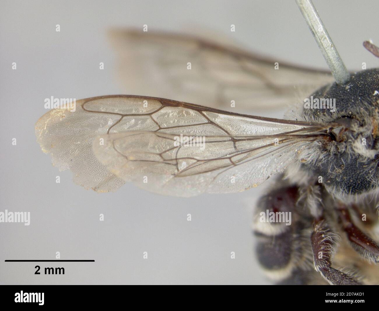 Pinned, Boulder, Colorado, United States, Megachile subexilis Cockerell ...