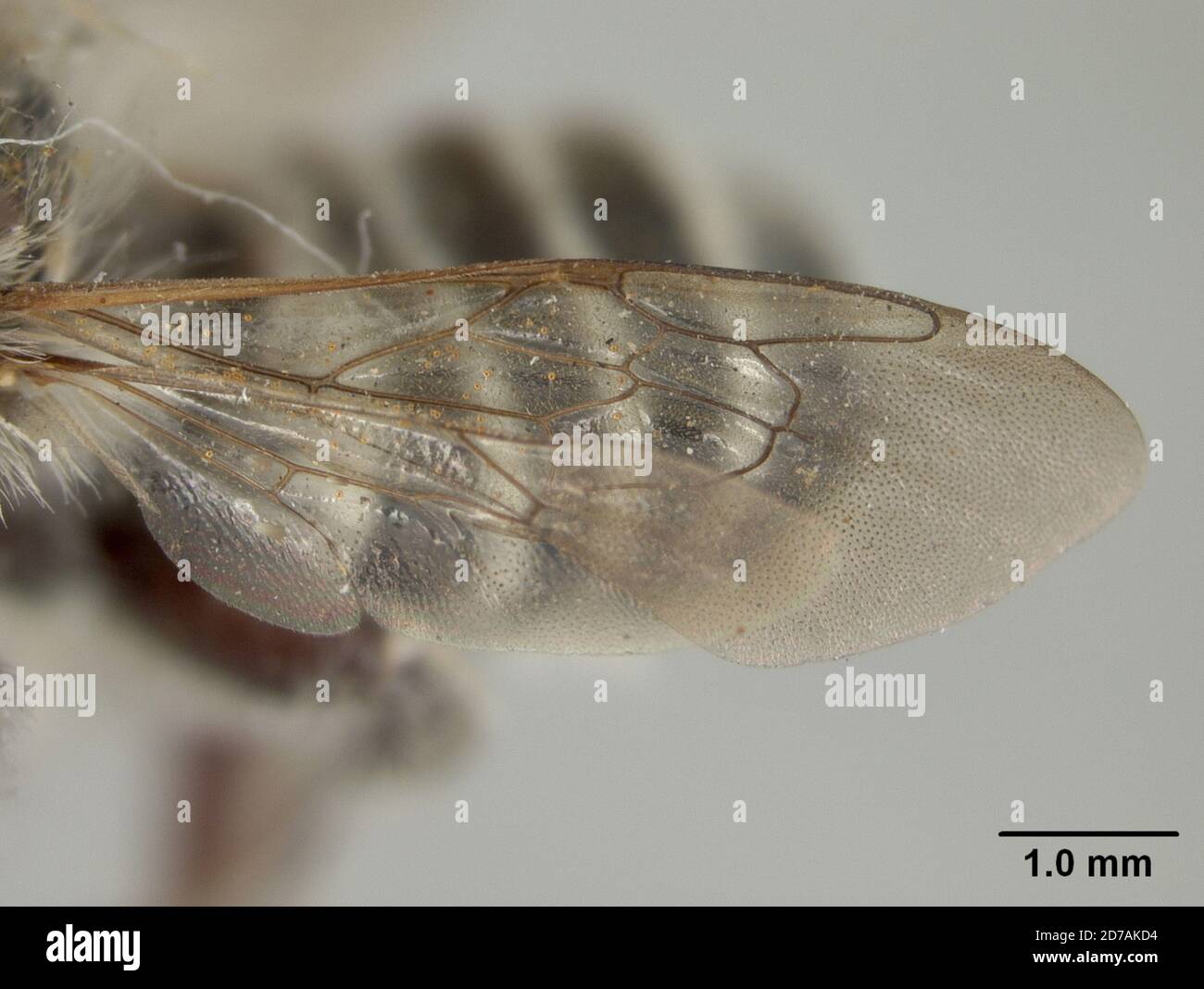 Megachile victoriana mitchell hi-res stock photography and images - Alamy