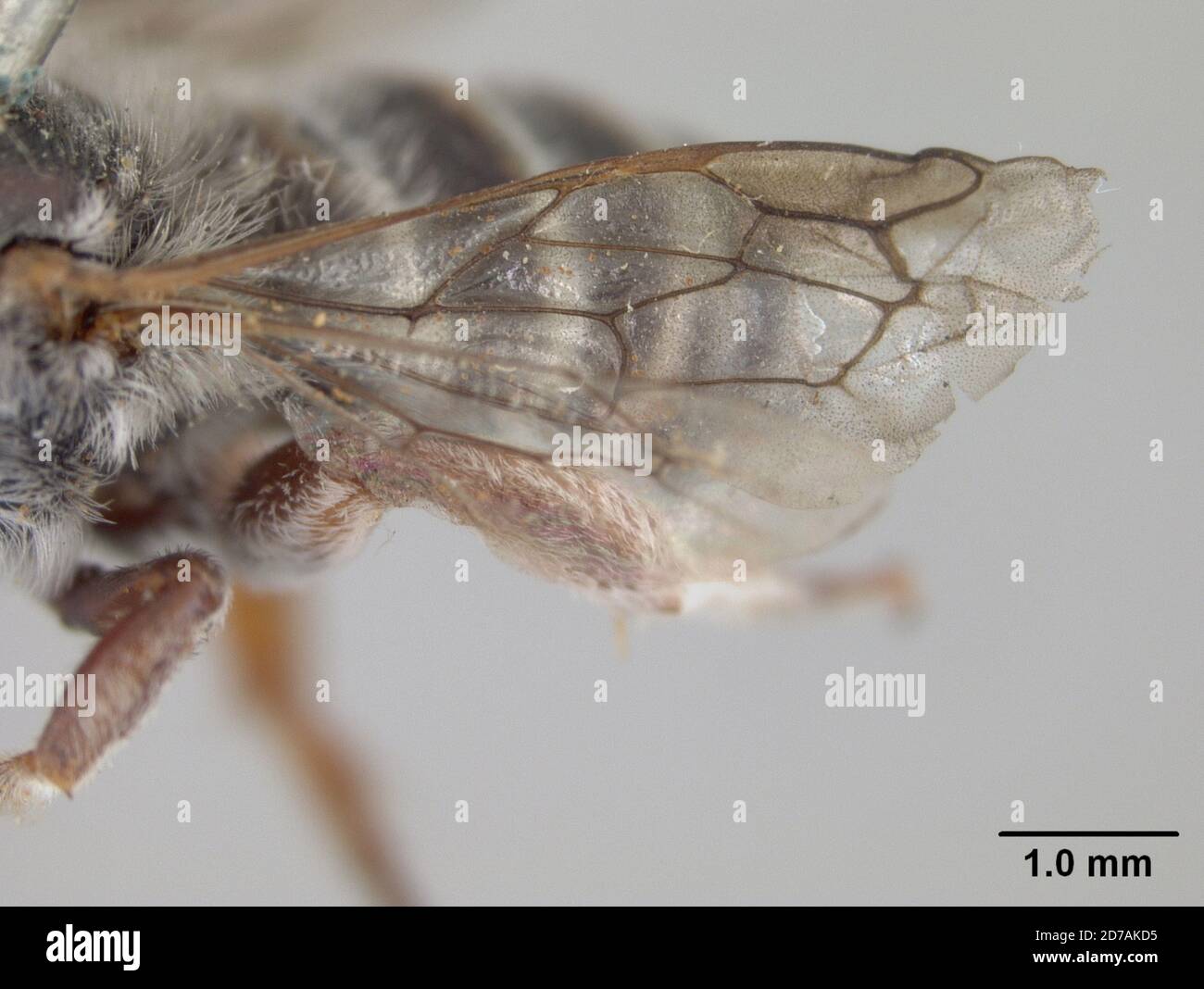 Pinned, Los Angeles, California, United States, Megachile ...