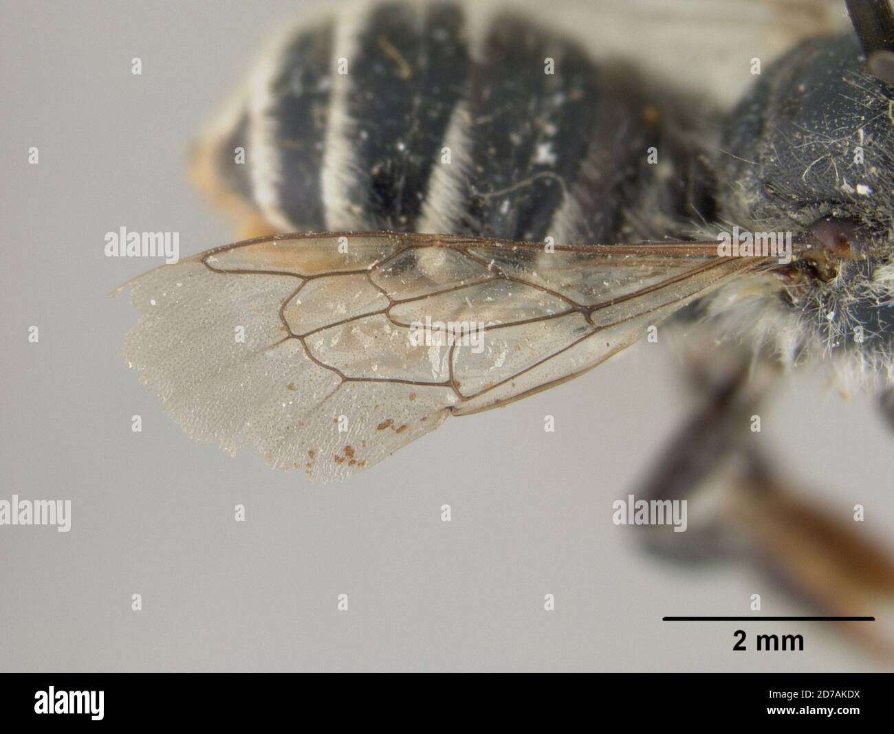 Pinned, Rupshu Ladak, Kashmir, 1600 ft., Jammu and Kashmir, India ...