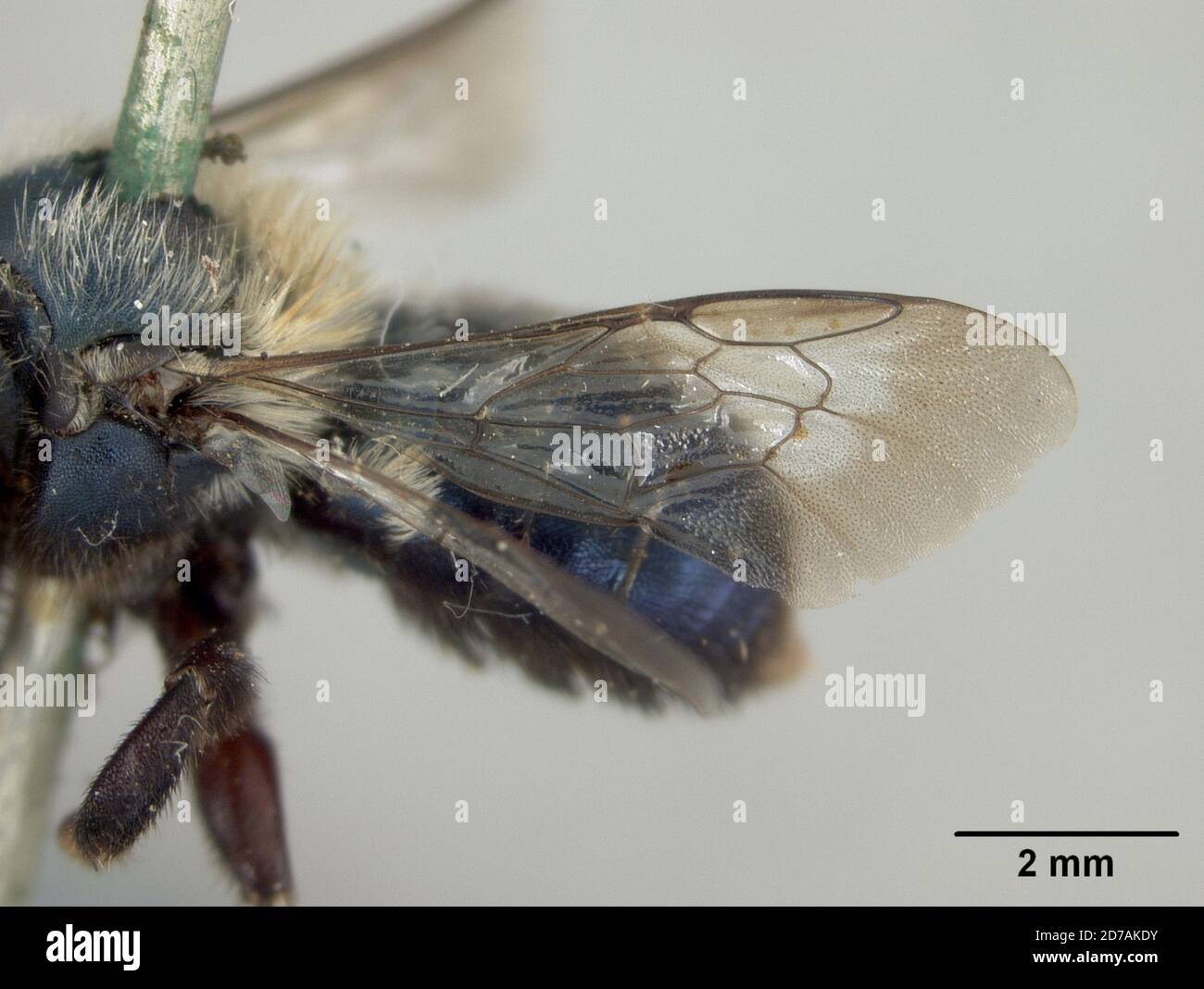 Osmia brevihirta cockerell hi-res stock photography and images - Alamy