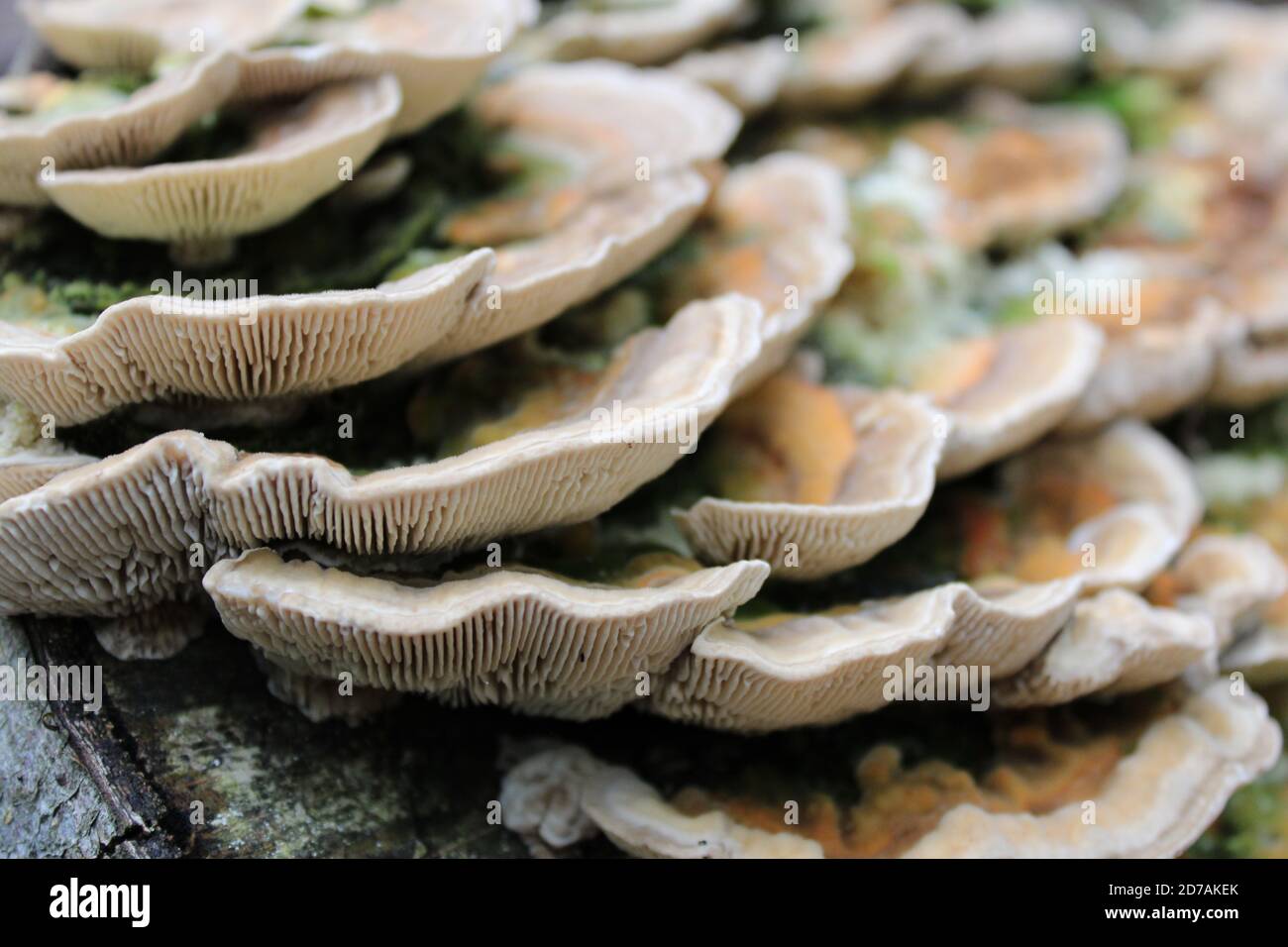 Mushroom cap texture hi-res stock photography and images - Alamy