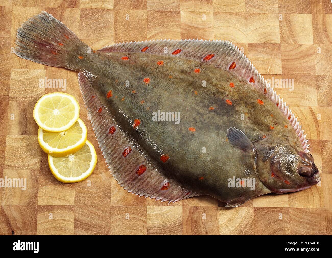 FRESH PLAICE pleuronectes platessa Stock Photo - Alamy