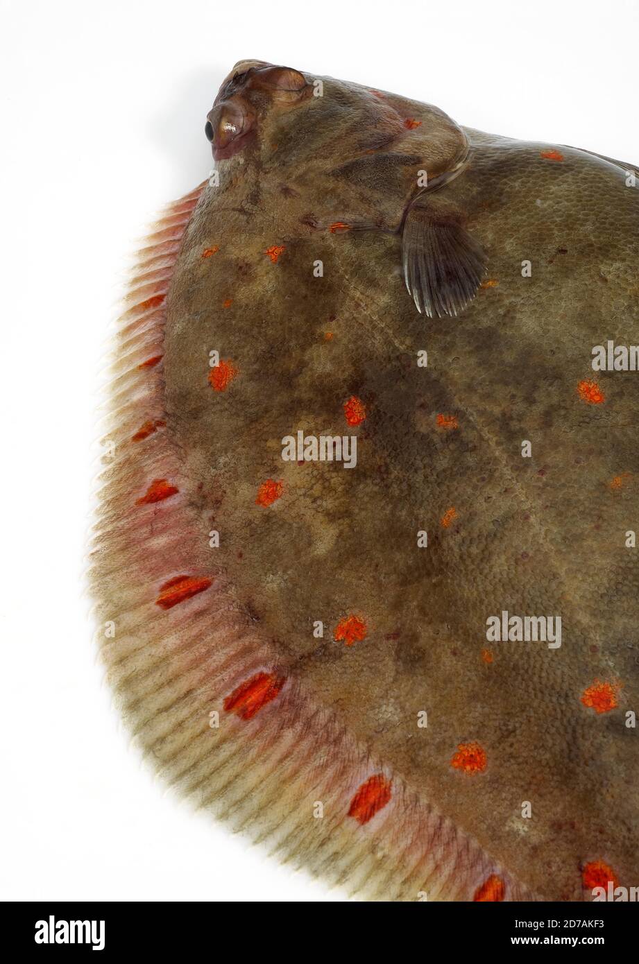 FRESH PLAICE pleuronectes platessa AGAINST WHITE BACKGROUND Stock Photo ...
