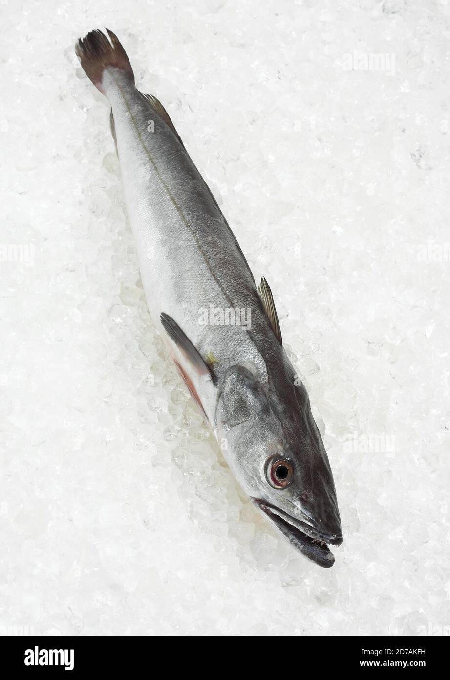 Hake cut out hi-res stock photography and images - Alamy