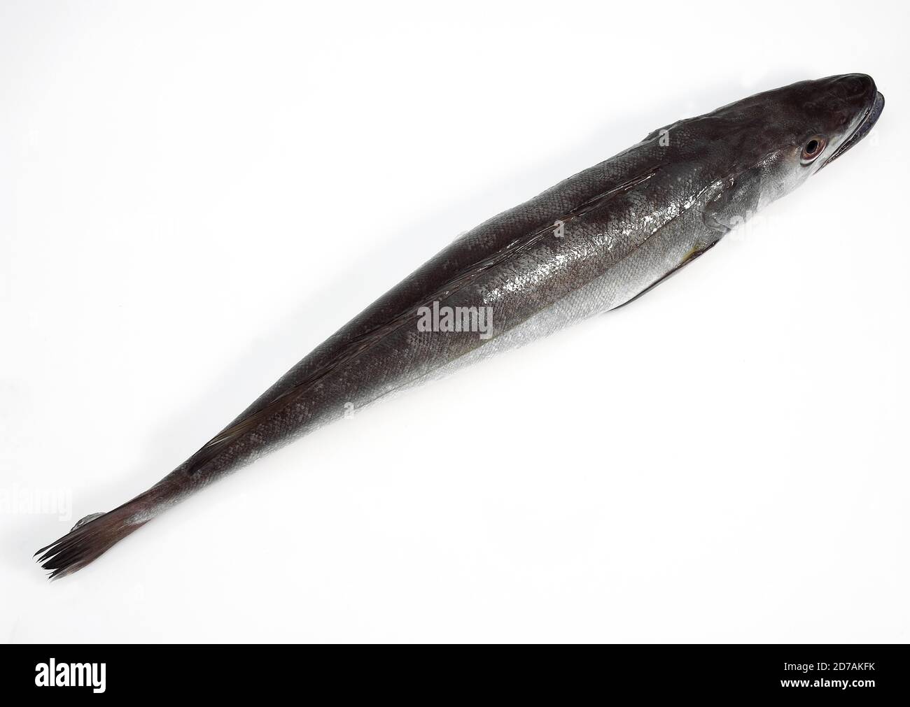 FRESH HAKE AGAINST WHITE BACKGROUND Stock Photo - Alamy