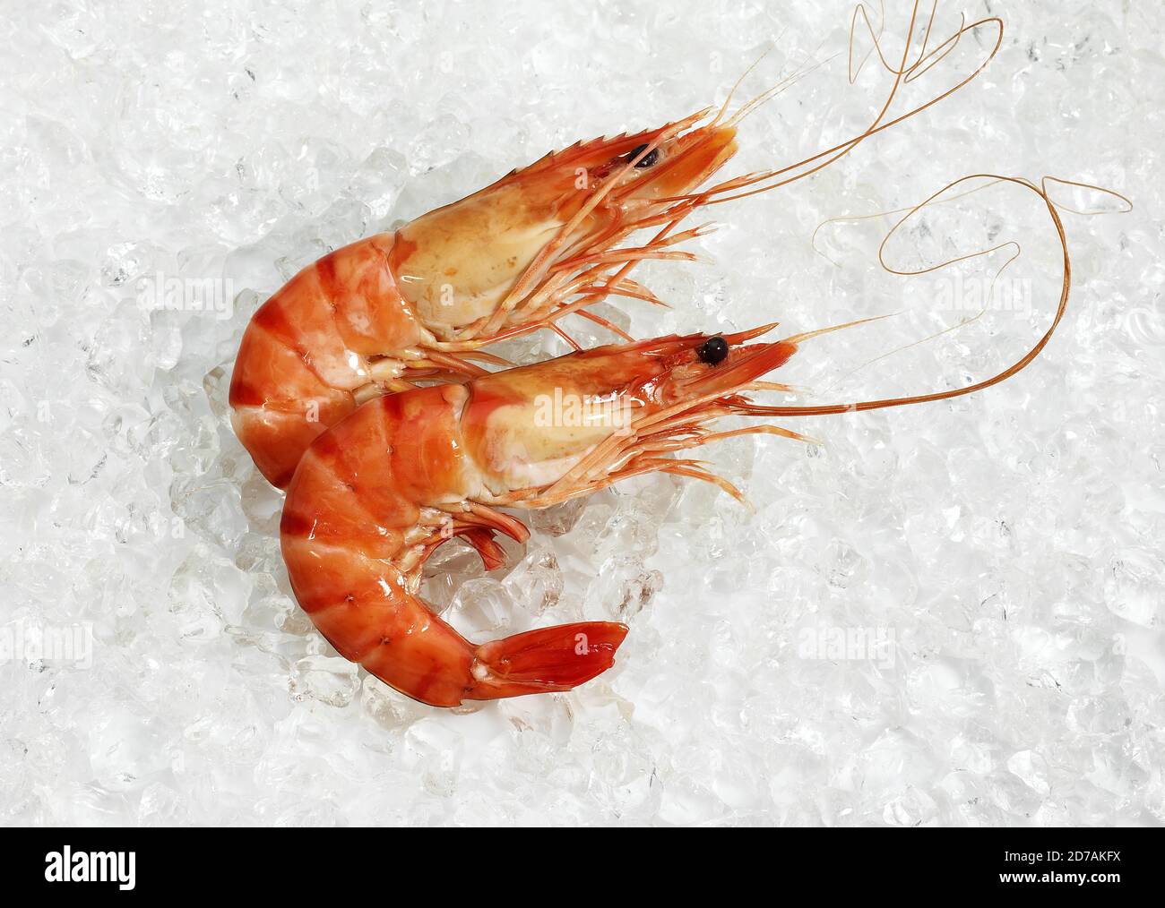 FRESH PRAWNS ON ICE Stock Photo - Alamy
