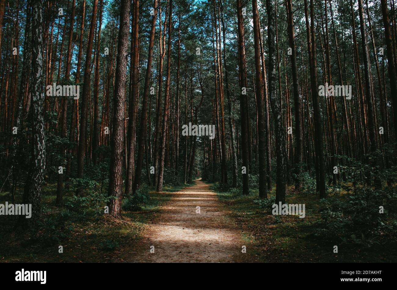 Path trail through the pine tree young forrest Stock Photo - Alamy