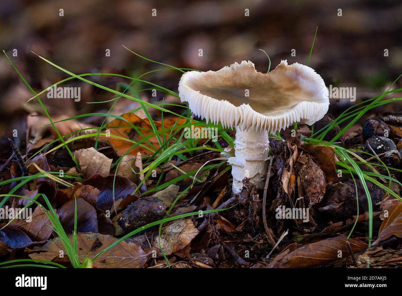 Deer shield pluteus cervinus hi-res stock photography and images - Alamy