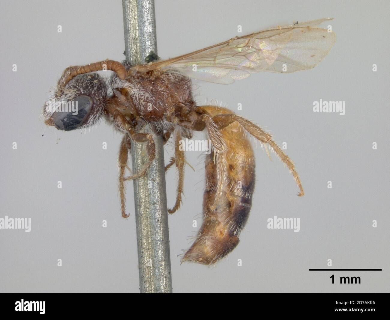 Sphecodes semicoloratus cockerell hi-res stock photography and images ...
