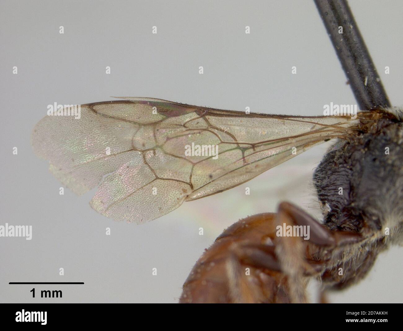 1956 animalia hi-res stock photography and images - Alamy