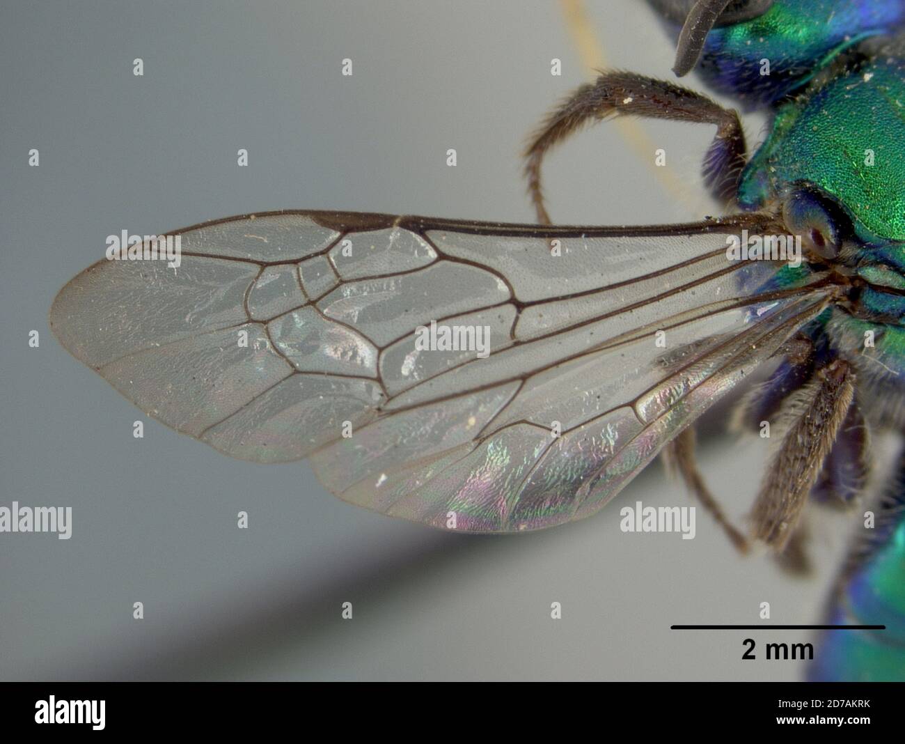 Augochlora cubana cockerell hi-res stock photography and images - Alamy