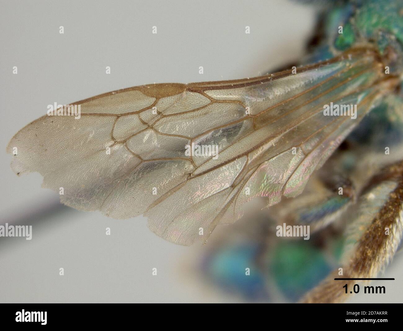 Augochlora sumptuosa bolliana cockerell hi-res stock photography and ...