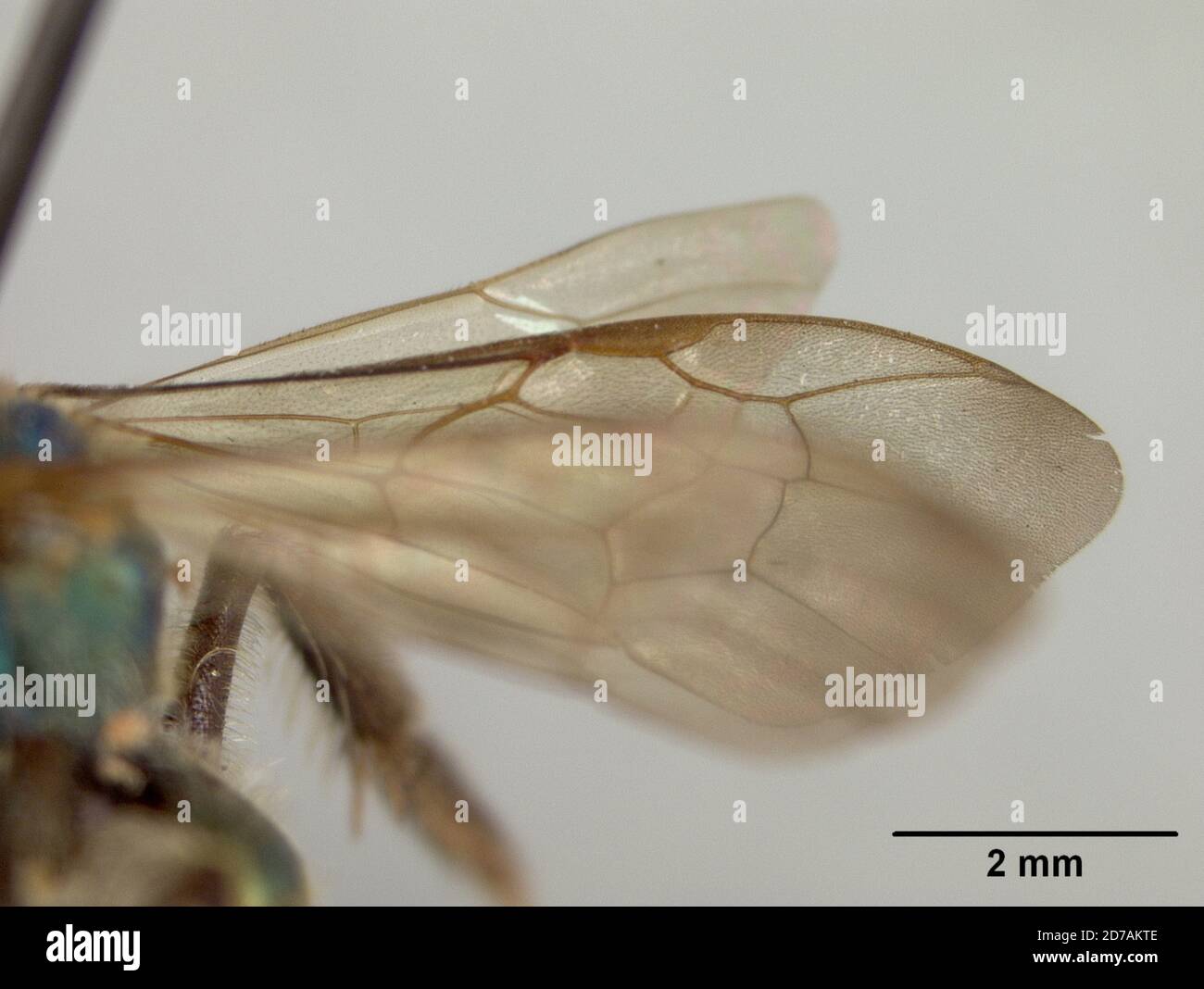 Augochlora zamoranica cockerell hi-res stock photography and images - Alamy