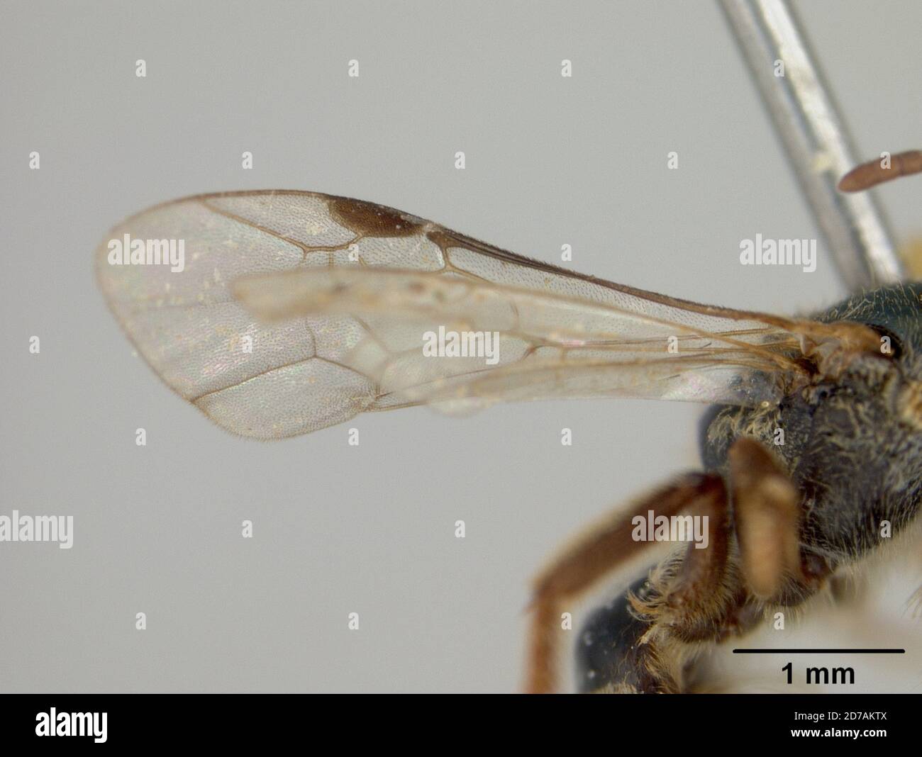 Pinned, Kanneliya Jungle, Galle, Southern, Sri Lanka, Homalictus ...