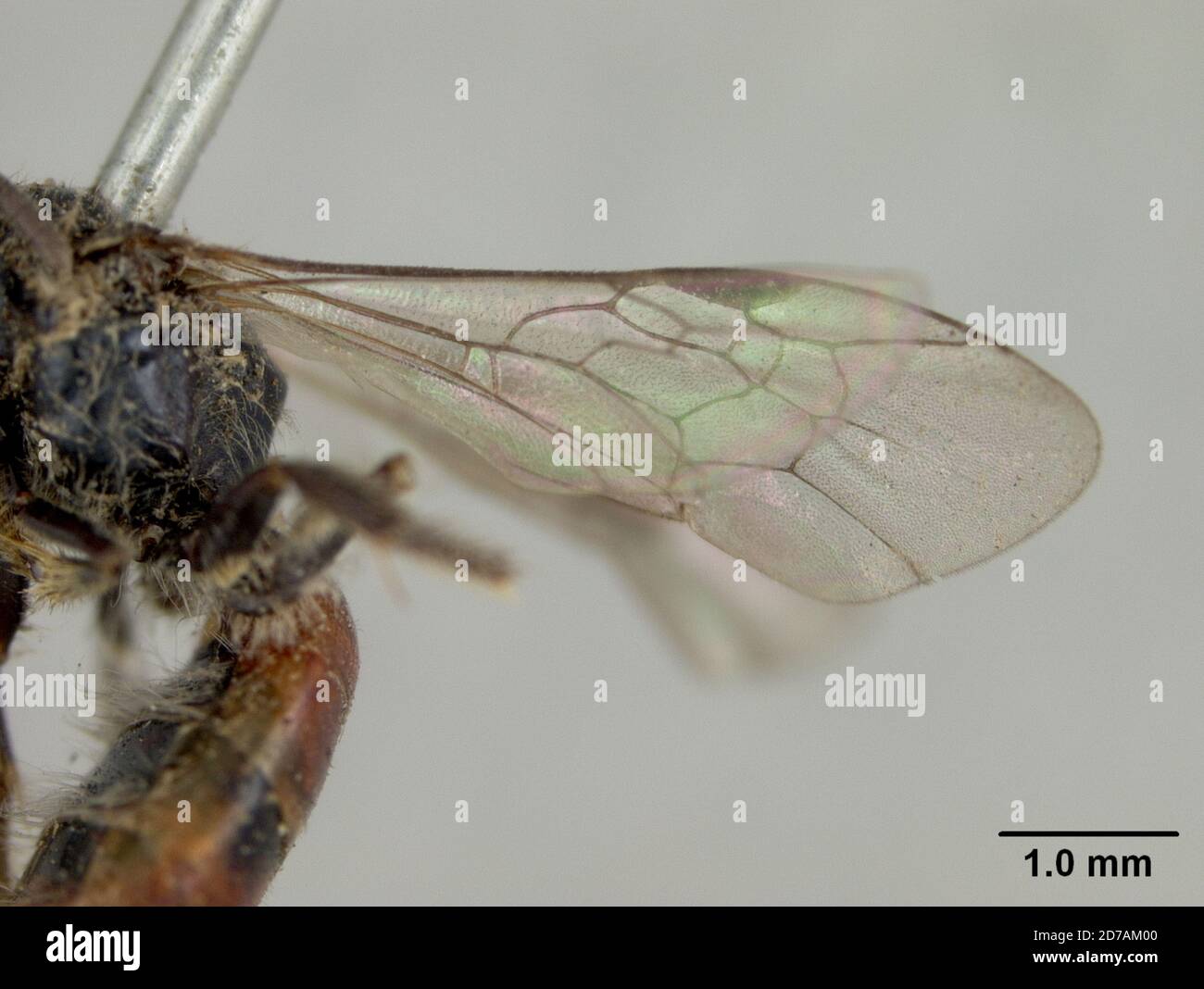 Pinned, Patagonia, Chubut, Argentina, Rhopalictus patagonicus Cockerell ...